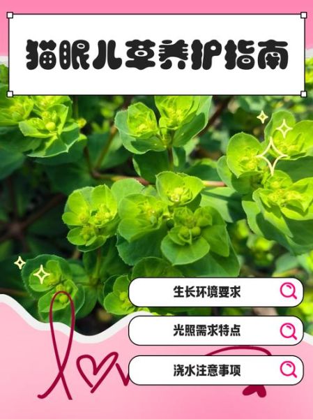 猫眼草的功效与作用_猫眼草能治什么病-第3张图片-山城妙识 猫眼草的功效与作用_猫眼草能治什么病-第3张图片-山城妙识