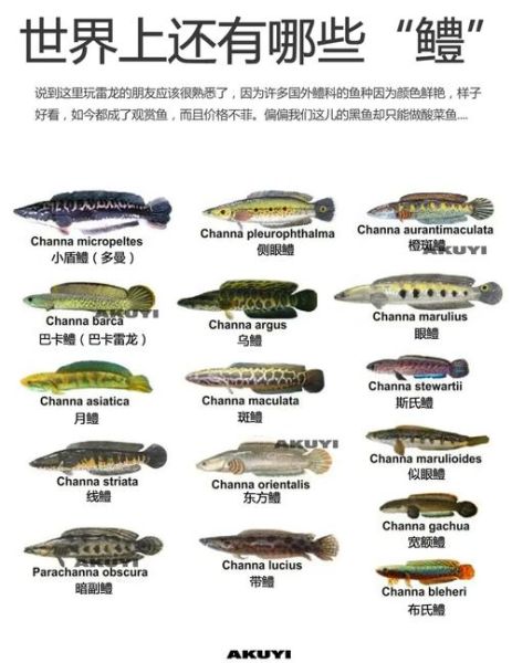 黑鱼怎么钓_用什么钓饵最有效-第1张图片-山城妙识 黑鱼怎么钓_用什么钓饵最有效-第1张图片-山城妙识