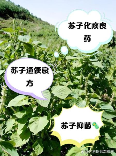 苏子是什么植物_苏子的功效与作用-第1张图片-山城妙识