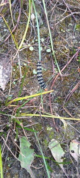 葱兰夜蛾怎么防治_葱兰夜蛾危害症状-第1张图片-山城妙识 葱兰夜蛾怎么防治_葱兰夜蛾危害症状-第1张图片-山城妙识