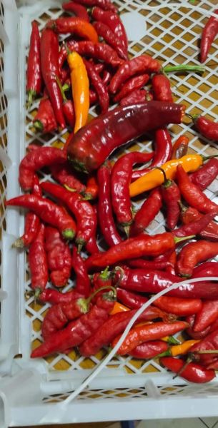 家常腌辣椒怎么做_腌辣椒保存多久-第2张图片-山城妙识