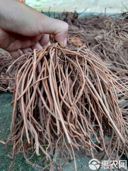 威灵仙图片大全大图_如何辨别真假威灵仙-第3张图片-山城妙识 威灵仙图片大全大图_如何辨别真假威灵仙-第3张图片-山城妙识