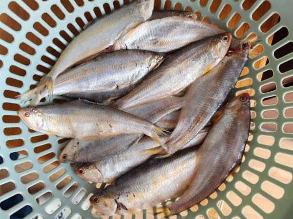 黄鲫子鱼学名叫什么_黄鲫子鱼学名怎么读-第1张图片-山城妙识