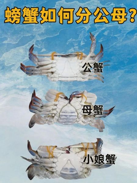 螃蟹公母怎么区分_螃蟹公母图片对比-第1张图片-山城妙识