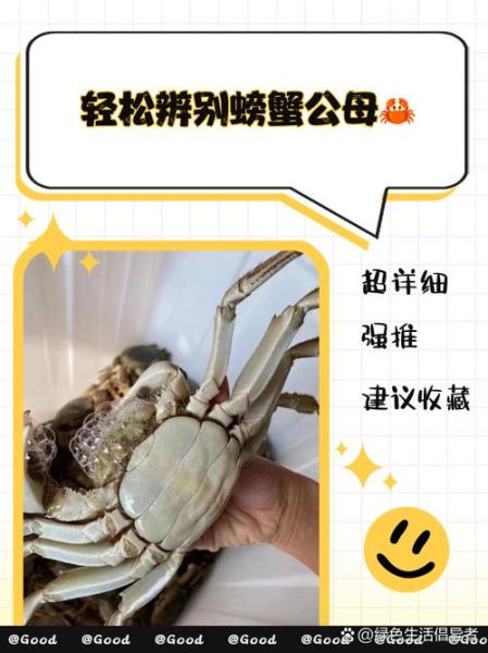 螃蟹公母怎么区分_螃蟹公母图片对比-第3张图片-山城妙识