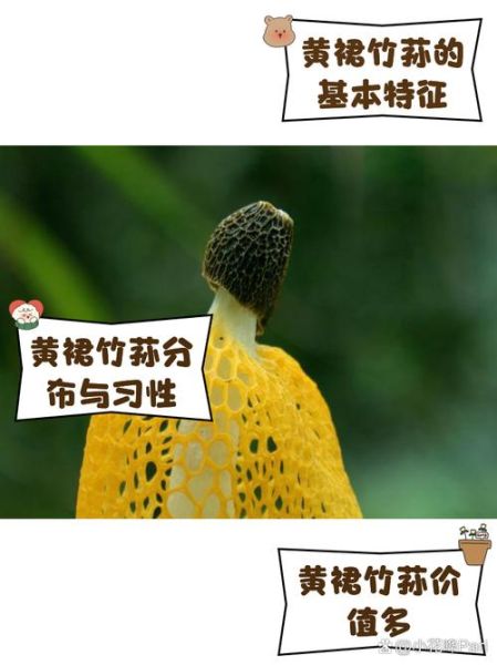 黄裙竹荪能吃吗_黄裙竹荪和长裙竹荪区别-第1张图片-山城妙识