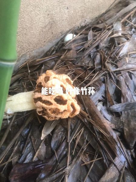 黄裙竹荪能吃吗_黄裙竹荪和长裙竹荪区别-第3张图片-山城妙识