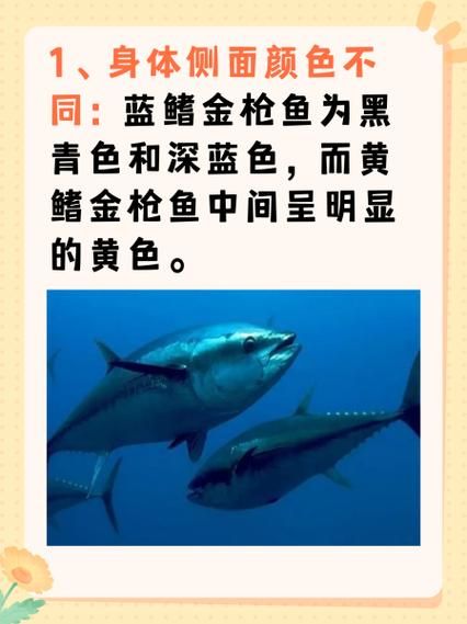 黄鳍金枪鱼多少钱一斤_黄鳍金枪鱼为什么这么贵-第1张图片-山城妙识 黄鳍金枪鱼多少钱一斤_黄鳍金枪鱼为什么这么贵-第1张图片-山城妙识