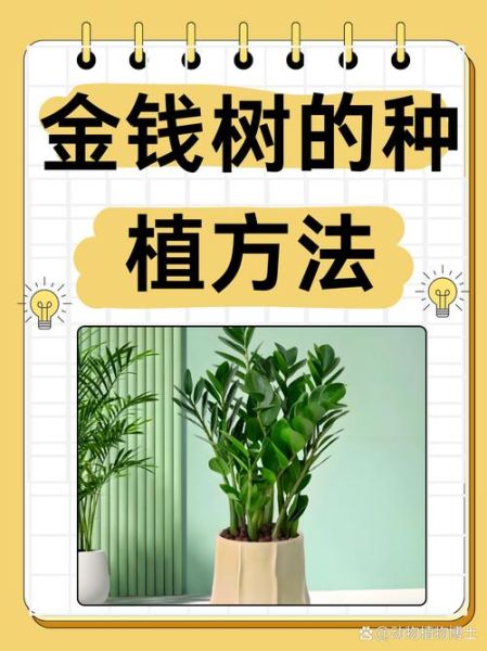 金钱树怎么养_金钱树养殖注意事项-第3张图片-山城妙识