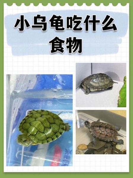 乌龟吃什么食物图片_乌龟食物大全图解-第2张图片-山城妙识