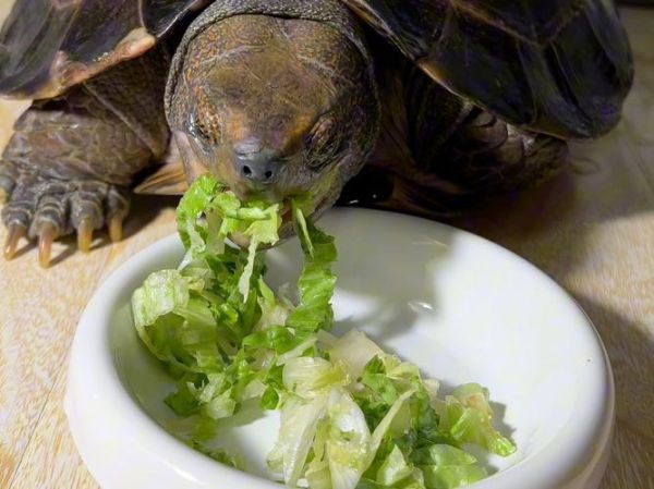 乌龟吃什么食物图片_乌龟食物大全图解-第1张图片-山城妙识