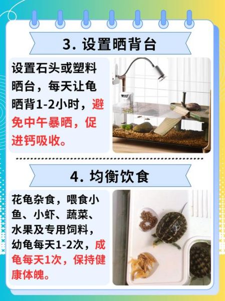 乌龟吃什么食物图片_乌龟食物大全图解-第3张图片-山城妙识