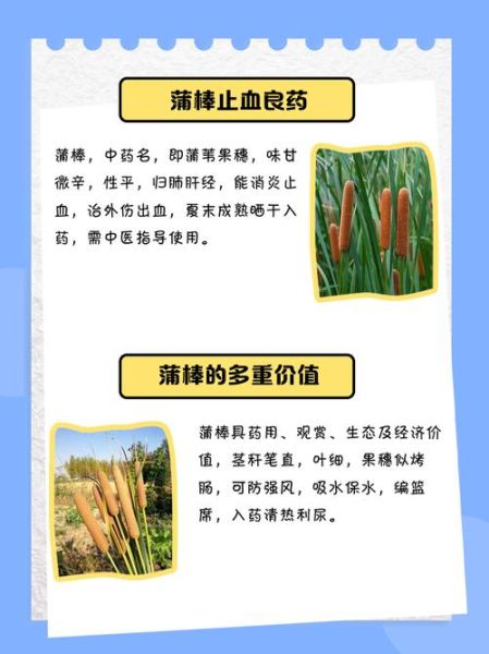 蒲草棒多少钱一斤_蒲草棒价格行情-第1张图片-山城妙识 蒲草棒多少钱一斤_蒲草棒价格行情-第1张图片-山城妙识