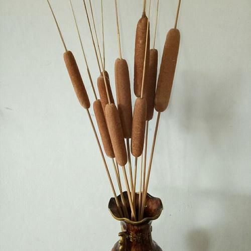 蒲草棒多少钱一斤_蒲草棒价格行情-第3张图片-山城妙识 蒲草棒多少钱一斤_蒲草棒价格行情-第3张图片-山城妙识