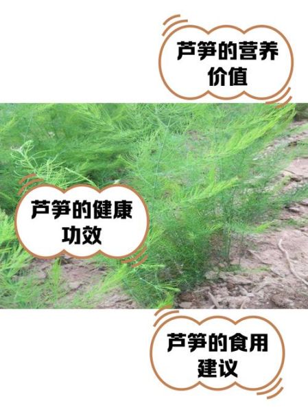 芦笋的功效与作用_芦笋的副作用有哪些-第3张图片-山城妙识 芦笋的功效与作用_芦笋的副作用有哪些-第3张图片-山城妙识