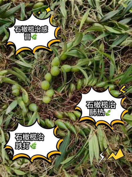 石橄榄的功效与作用及禁忌_石橄榄什么人不能吃-第1张图片-山城妙识