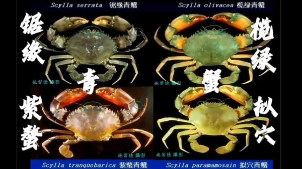 常见海蟹品种有哪些_如何区分梭子蟹与青蟹-第3张图片-山城妙识 常见海蟹品种有哪些_如何区分梭子蟹与青蟹-第3张图片-山城妙识