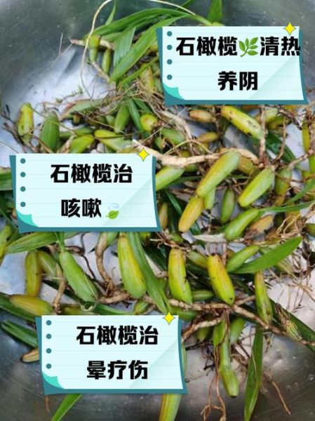 石橄榄的功效与作用及禁忌_石橄榄什么人不能吃-第2张图片-山城妙识