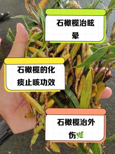 石橄榄的功效与作用及禁忌_石橄榄什么人不能吃-第3张图片-山城妙识