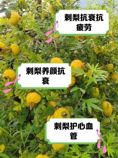 贵州刺梨的功效与作用_刺梨真的能美白吗-第1张图片-山城妙识 贵州刺梨的功效与作用_刺梨真的能美白吗-第1张图片-山城妙识