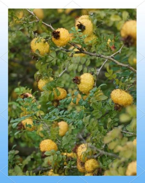 贵州刺梨的功效与作用_刺梨真的能美白吗-第3张图片-山城妙识 贵州刺梨的功效与作用_刺梨真的能美白吗-第3张图片-山城妙识