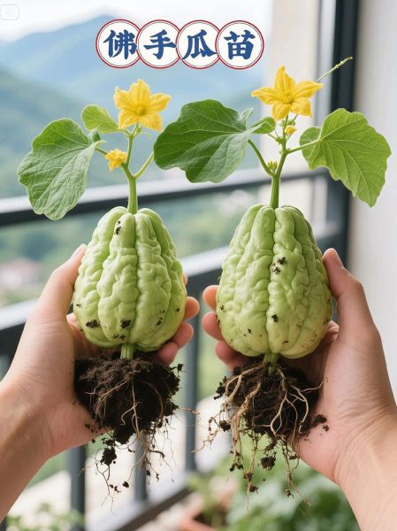 佛手瓜种多久能开花结果_佛手瓜从播种到结果要多久-第1张图片-山城妙识