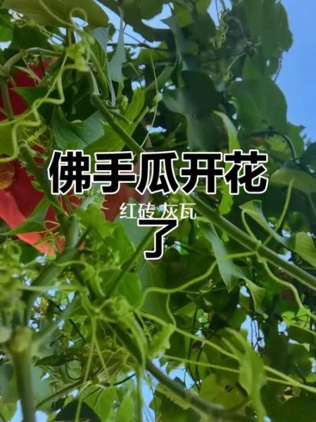 佛手瓜种多久能开花结果_佛手瓜从播种到结果要多久-第2张图片-山城妙识