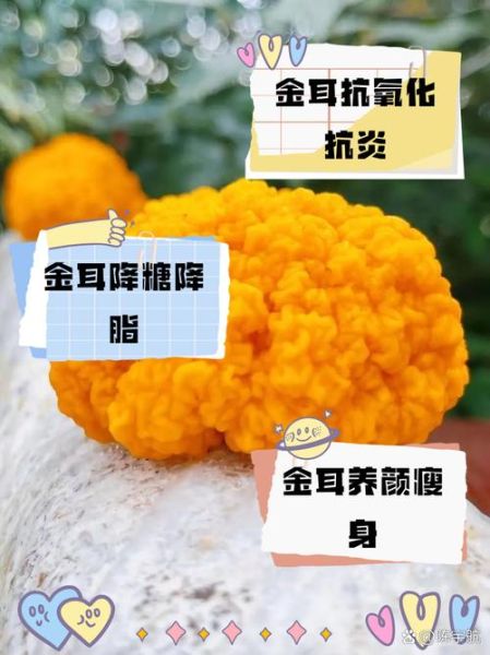 金耳朵是什么意思_金耳朵怎么练出来-第1张图片-山城妙识 金耳朵是什么意思_金耳朵怎么练出来-第1张图片-山城妙识