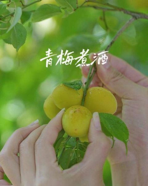 青梅煮酒什么意思_青梅煮酒典故由来-第3张图片-山城妙识