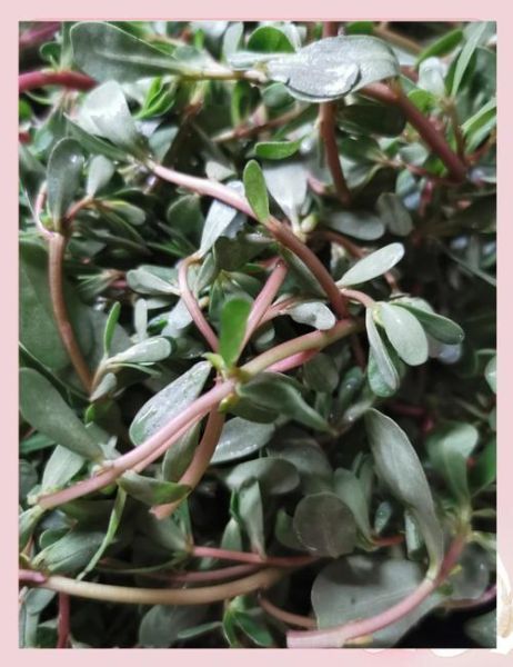 蒸马齿苋菜怎么做_蒸马齿苋菜的家常做法-第1张图片-山城妙识 蒸马齿苋菜怎么做_蒸马齿苋菜的家常做法-第1张图片-山城妙识