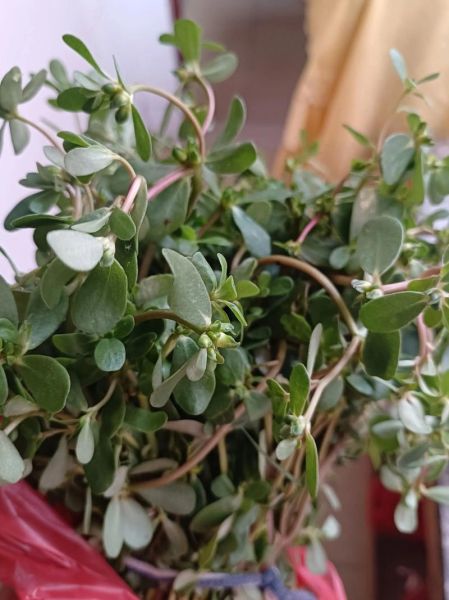 蒸马齿苋菜怎么做_蒸马齿苋菜的家常做法-第3张图片-山城妙识 蒸马齿苋菜怎么做_蒸马齿苋菜的家常做法-第3张图片-山城妙识