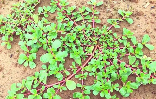 蒸马齿苋菜怎么做_蒸马齿苋菜的家常做法-第2张图片-山城妙识 蒸马齿苋菜怎么做_蒸马齿苋菜的家常做法-第2张图片-山城妙识