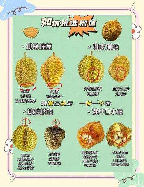 怎样挑选榴莲又香又甜_榴莲怎么选才好吃-第2张图片-山城妙识 怎样挑选榴莲又香又甜_榴莲怎么选才好吃-第2张图片-山城妙识