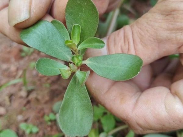 蚂蚱菜的功效与作用_蚂蚱菜怎么吃最营养-第1张图片-山城妙识 蚂蚱菜的功效与作用_蚂蚱菜怎么吃最营养-第1张图片-山城妙识