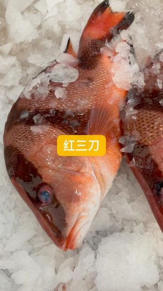 野生三刀鱼多少钱一斤_野生三刀鱼价格行情-第1张图片-山城妙识