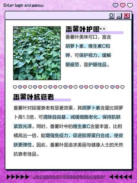 红薯叶的营养价值_红薯叶的功效与作用-第1张图片-山城妙识 红薯叶的营养价值_红薯叶的功效与作用-第1张图片-山城妙识