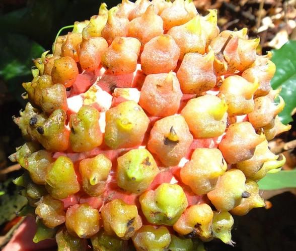 番荔枝价格多少钱一斤_番荔枝为什么贵-第1张图片-山城妙识