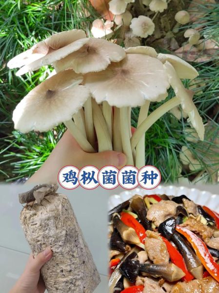 鸡枞菌多少钱一斤_新鲜鸡枞菌价格-第3张图片-山城妙识
