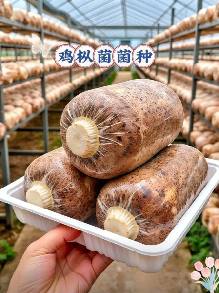 鸡枞菌多少钱一斤_新鲜鸡枞菌价格-第2张图片-山城妙识