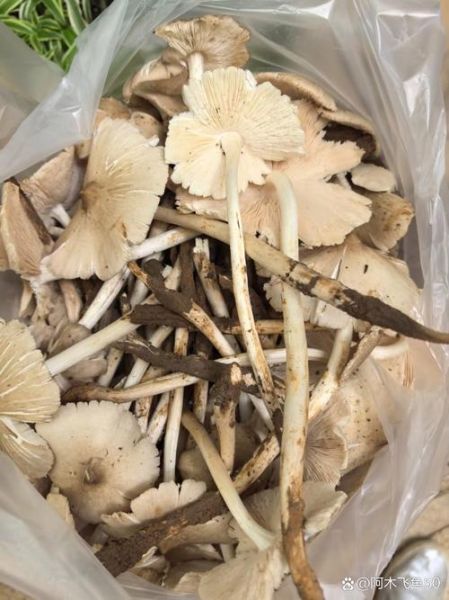 鸡枞菌多少钱一斤_新鲜鸡枞菌价格-第1张图片-山城妙识