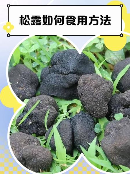 新鲜松露怎么做好吃_松露保存方法-第1张图片-山城妙识