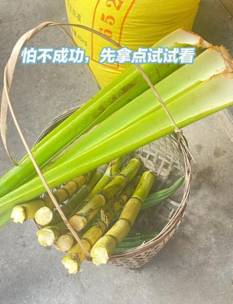 芋头苗酸菜怎么做_芋头苗酸菜腌制多久可以吃-第2张图片-山城妙识