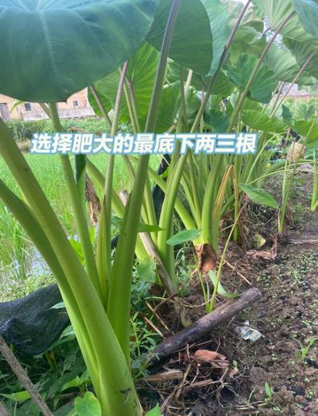 芋头苗酸菜怎么做_芋头苗酸菜腌制多久可以吃-第1张图片-山城妙识