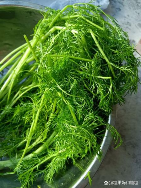 茴香苗怎么做好吃_茴香苗的家常做法-第1张图片-山城妙识