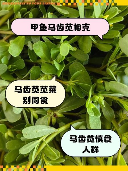 马齿苋不能和什么一起吃_马齿苋相克食物有哪些-第1张图片-山城妙识 马齿苋不能和什么一起吃_马齿苋相克食物有哪些-第1张图片-山城妙识