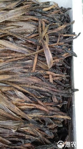 地龙图片_地龙长什么样-第2张图片-山城妙识 地龙图片_地龙长什么样-第2张图片-山城妙识