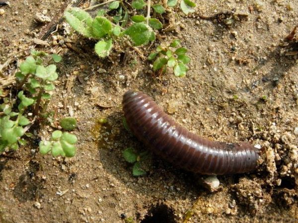 地龙图片_地龙长什么样-第1张图片-山城妙识 地龙图片_地龙长什么样-第1张图片-山城妙识