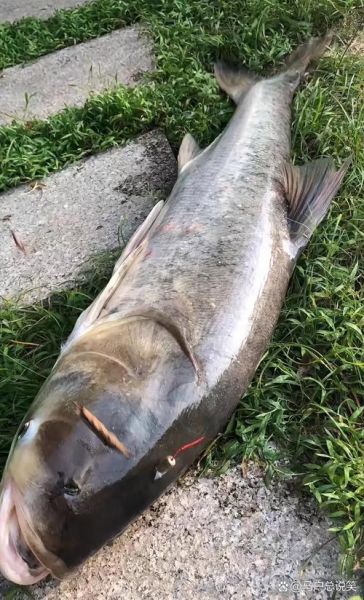 鲢鳙多少钱一斤_鲢鳙价格行情-第2张图片-山城妙识 鲢鳙多少钱一斤_鲢鳙价格行情-第2张图片-山城妙识