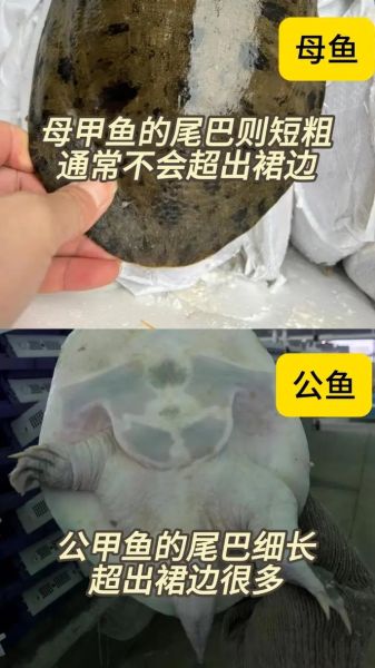 甲鱼图片大全_如何分辨野生甲鱼与养殖甲鱼-第1张图片-山城妙识 甲鱼图片大全_如何分辨野生甲鱼与养殖甲鱼-第1张图片-山城妙识