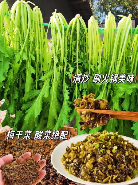 北方雪里红什么时候种_雪里红种植方法-第1张图片-山城妙识 北方雪里红什么时候种_雪里红种植方法-第1张图片-山城妙识